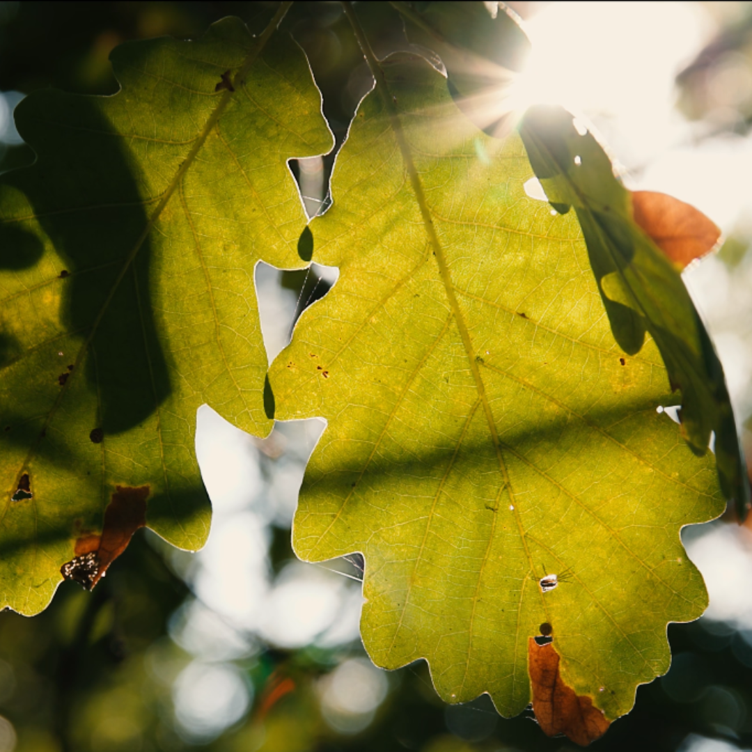 Resource Library - TCV Community Network